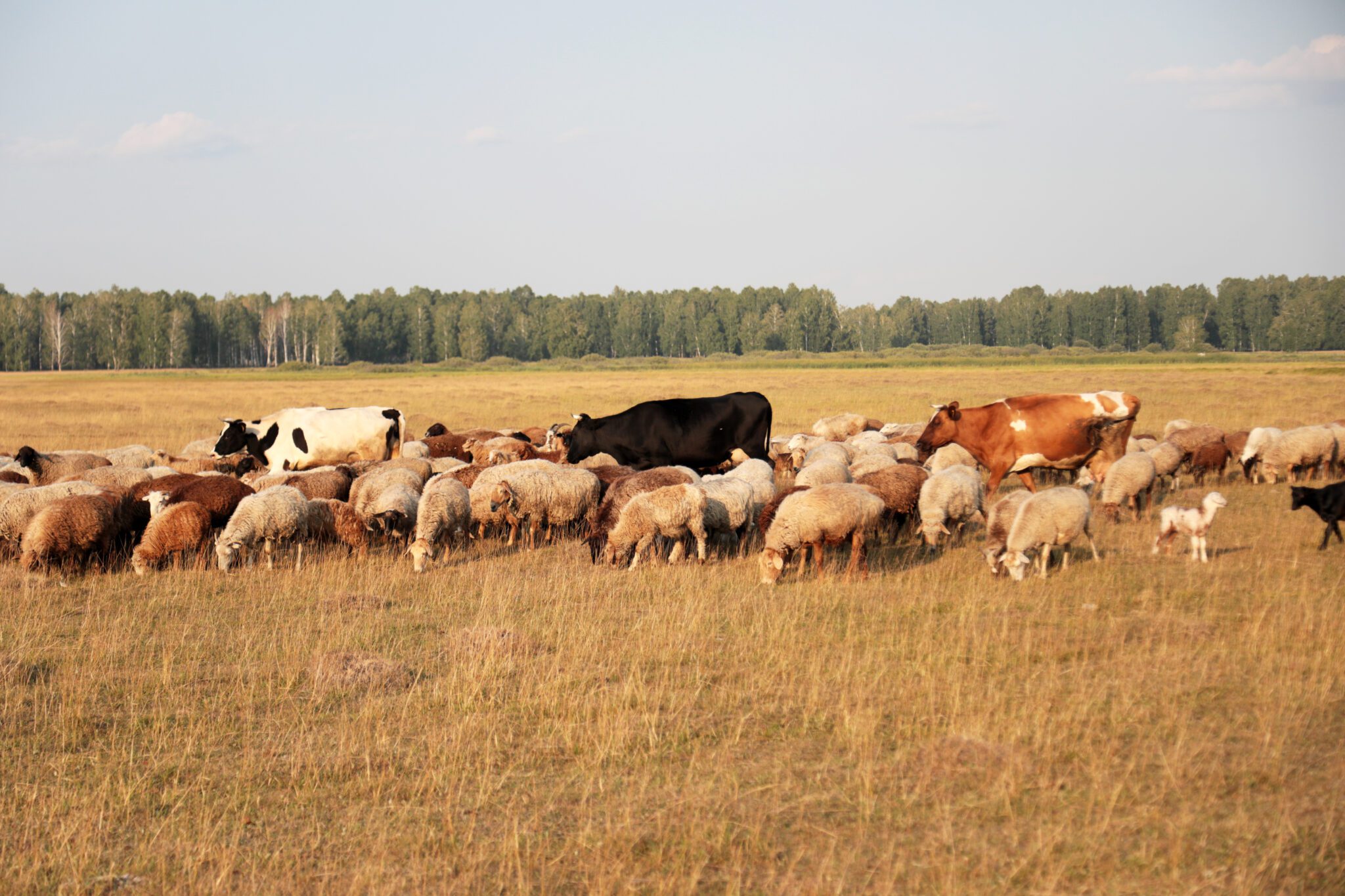Stockfeed Pellets - JT Johnson's